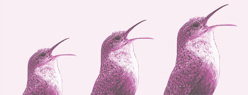 Birdfoot Festival – Material Institute